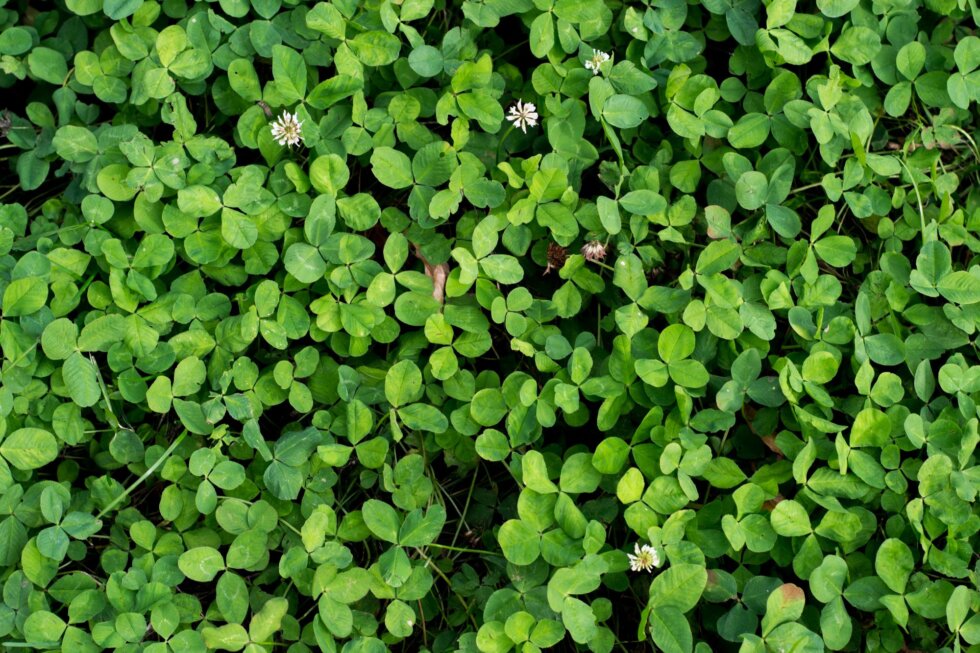 popular ground cover options